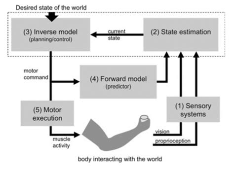 Sensorimotor Development Flashcards Quizlet