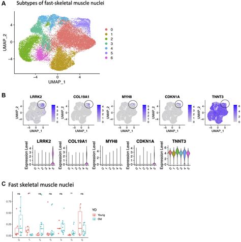Single Nuclei Profiling Identifies Cell Specific Markers Of Skeletal Muscle Aging Frailty And