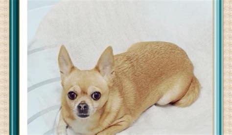 Tempestad En El Corazón Orejitas De Terciopelo