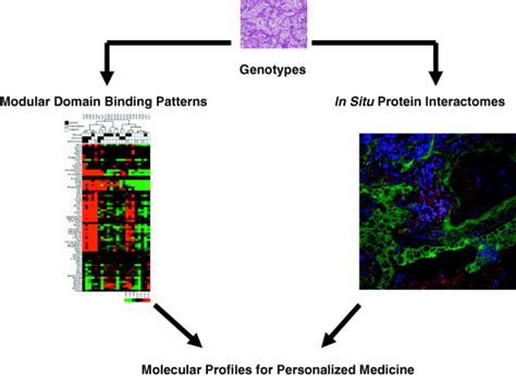 A Role For Modular Domain Binding Patterns And Interactome Networks In Download Scientific