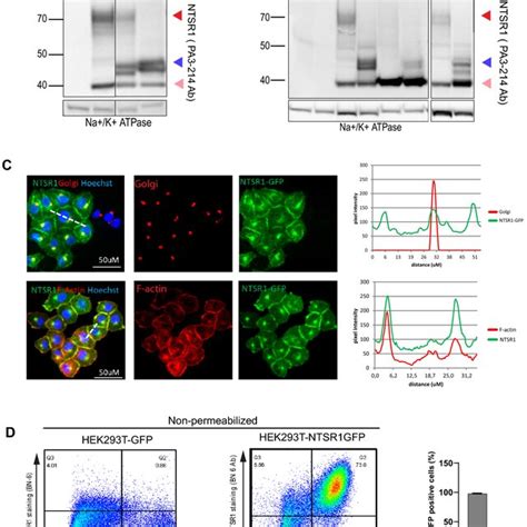 Ntsr1 Protein Biologys Graphical Summary Illustration Of Ntsr1 Download Scientific Diagram