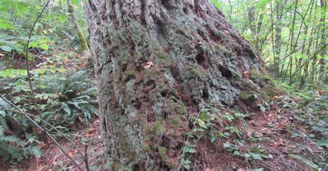 The Playful Art Of Desire Cartoons Adult Guest Blog Posting Website For Perth