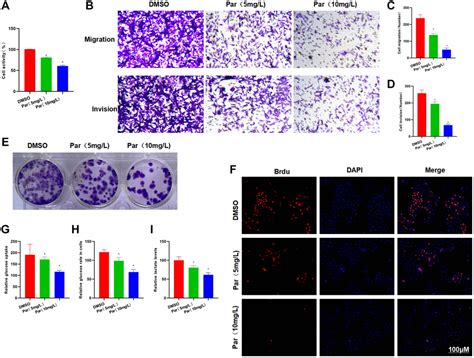 Parthenolide Targets Nf κb P50 To Inhibit Hif 1α Mediated Metabolic