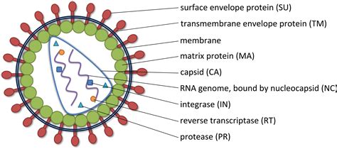 Retrovirus Structure
