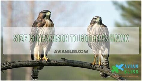 Coopers Hawk Vs Sharp Shinned Hawk Key Differences For Birdwatchers