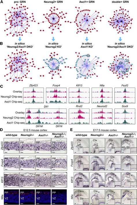 Proneural Genes Define Ground State Rules To Regulate Neurogenic Patterning And Cortical Folding