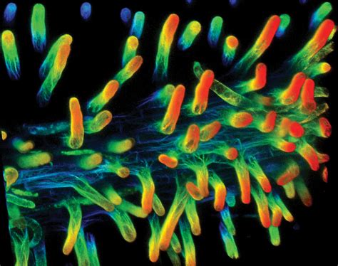 Cytoskeleton I Gcill Cytoskeleton Wiley Online Library