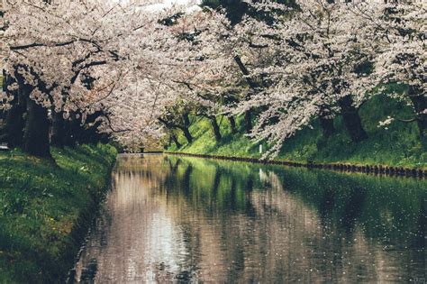 홀로 일본 벚꽃 여행사진 사진스압 포텐 터짐 최신순 에펨코리아
