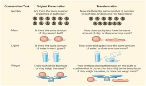Theories Of Cognitive Development Flashcards Quizlet