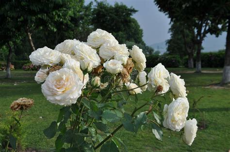 Roses Diff Types And Colors Of Roses In Nishat Garden Srinagar