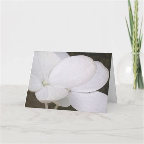 White Lacecap Hydrangea Blossoms Greeting Card Zazzle Hydrangea