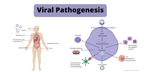 Pathogen Virulence Factors Definition And Pathogenicity Biology Notes Online