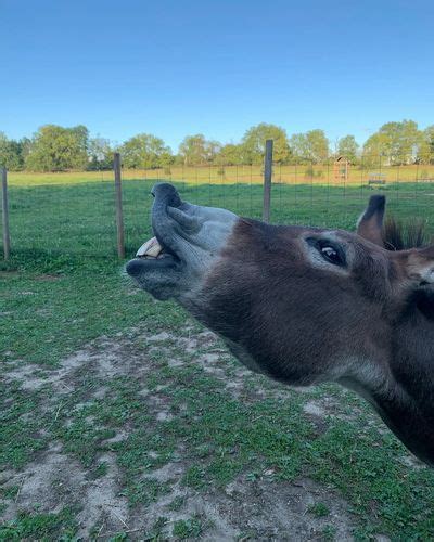 Boulder Mitten Misfits Farm Sanctuary
