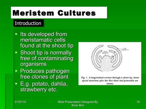 Clonal Propagation Tissueculture Ppt