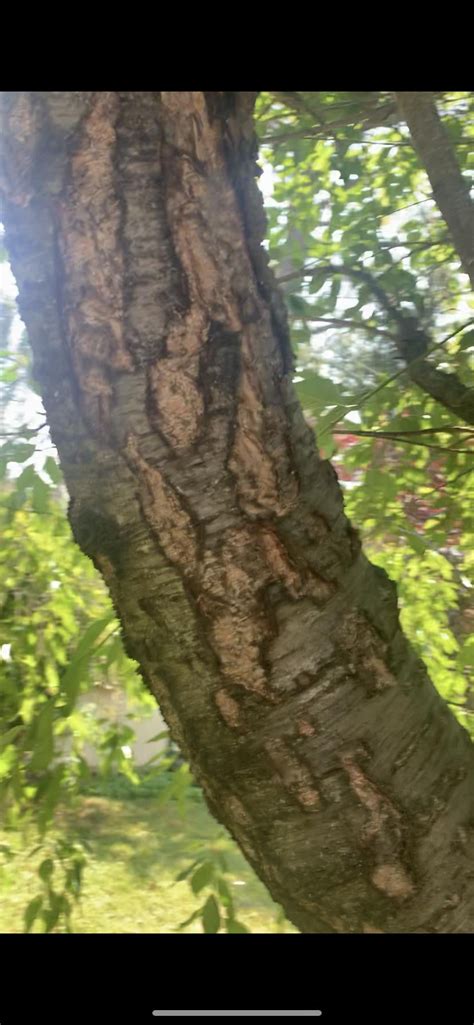 Cherry Tree Gummosis And Peeling Bark Salvageable R Plantclinic