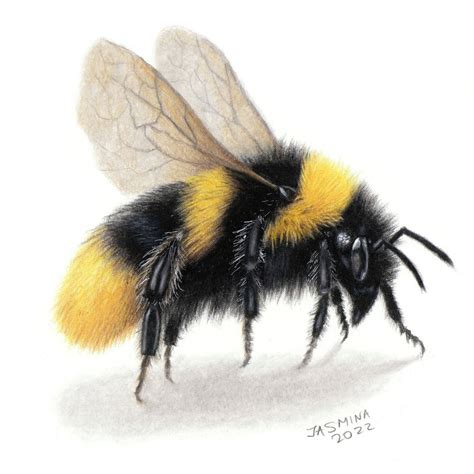 My Colored Pencil Drawing Of A Bee By Jasminasusak On Deviantart