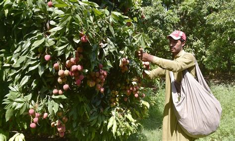 Harvest Season Of Lychee In Pakistan Global Times