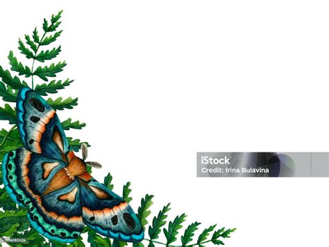 고사리와 푸른 녹색 나방 수채화 물감이 있는 프레임은 초록색 녹지 가지 나뭇가지 줄기 벽 예술을 위한 흰색 배경에 분리된 숲