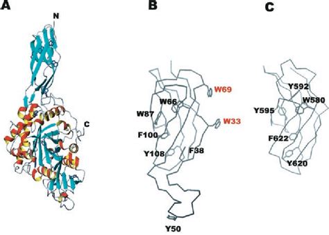 Figure 9 From Solution Structure Of The Fibronectin Type Iii Domain Frombacillus Circulans Wl 12