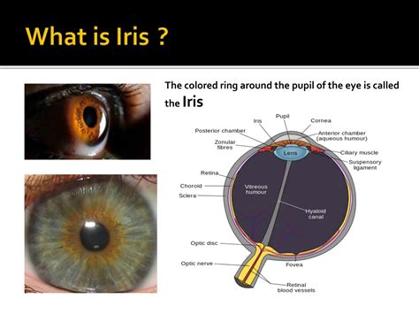 iris information hiding recognation ppt