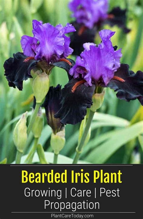 Bearded Iris Plant Growing Care Pest Propagation Bearded Iris