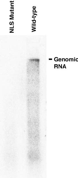 Northern Blot Analysis For The Detection Of Nls Mutant And Wild Type Download Scientific