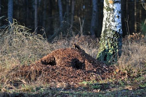 Myrstack Myror Stuga Gratis Foto På Pixabay