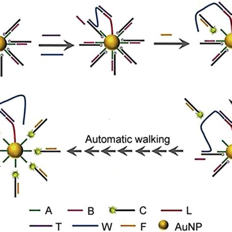 Schematic Illustrating The Operation Of Entropy Driven Dna Nanomachine