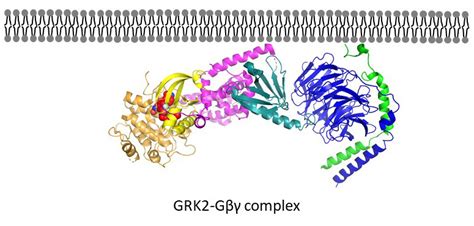 Research John Tesmer Research Group Purdue University