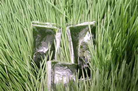 Wheatgrass Shots 50 Shots 50 X 1oz Wheatgrass Juice Shots