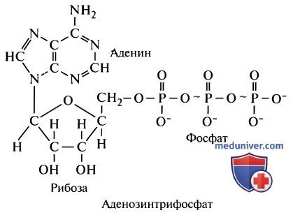Как используется АТФ клеткой? Амебоидное движение клетки