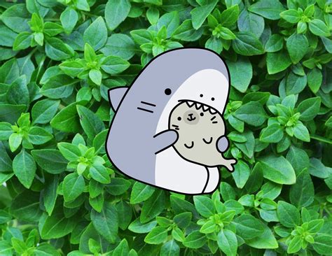 Samezu Shark Die Cut Japanesedreams