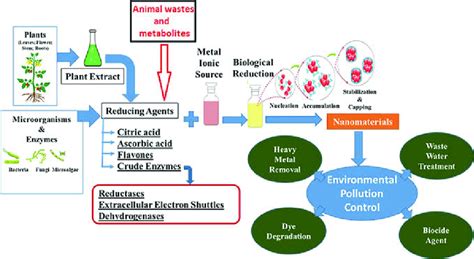 Biological Synthesis Of Metal Oxide Nanoparticles Download Scientific Diagram