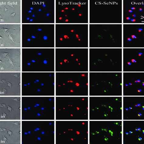 Pdf Surface Functionalized Selenium Nanoparticles For Biomedical