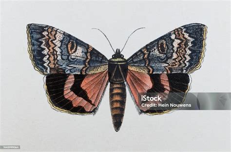 Red Underwing Vintage Color Illustration Stock Illustration Download
