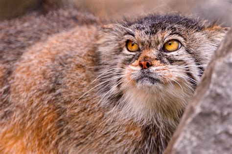 Female Pallas Cat On The Rocks As Counterpart Here Is The Flickr