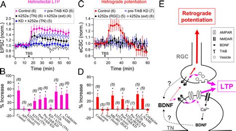 Bdnf Trkb Signaling Is Required For Retinotectal Ltp And Retrograde