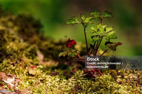 보호된 숲의 이끼로 덮인 나무 줄기에 대한 에피피테의 매크로 샷 0명에 대한 스톡 사진 및 기타 이미지 0명 가리기 가을