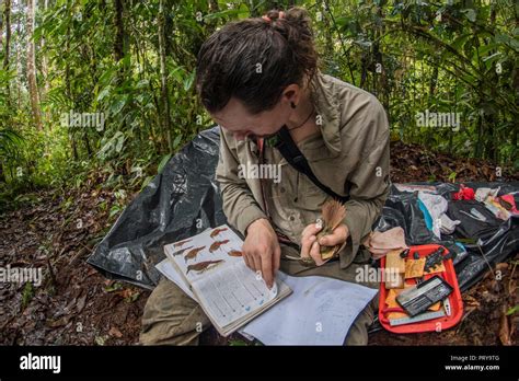 A Ornithologist Consults A Field Guide While Holding A Bird In Hand To