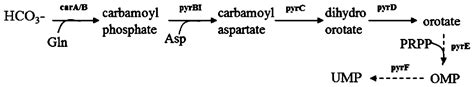 Recombinant Microorganisms For Producing Orotic Acid And Method Thereof Eureka Patsnap