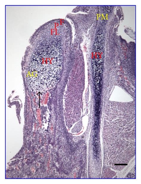 Histological Analysis Of Mandibular Cartilages Of Mice At Newborn