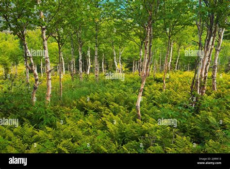 Canada Quebec Gaspesie National Park Ferns And White Birch Trees In
