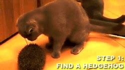 Funny Pictures Porn Photo Pics
