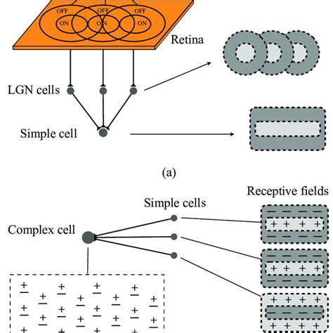 Four Types Of Orientation Selective Simple Cells And Their Optimal Download Scientific Diagram