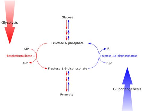 Futile Cycle Definition Regulation Role And Examples