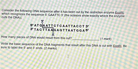 Solved Consider The Following Dna Sequence After It Has Been