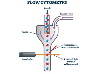 Flow Cytometry