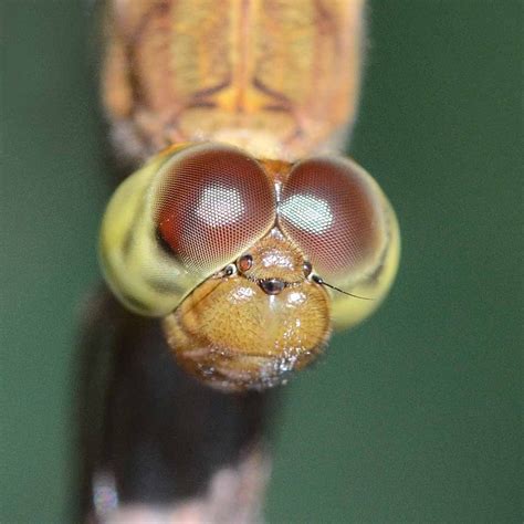 Dragon Ocelli Vodkaman Blipfoto