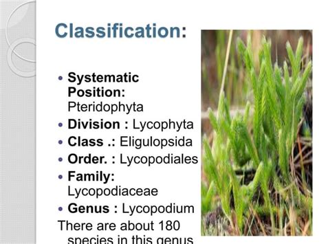 Lycopodium Pptx