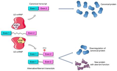 Sf3b1 Mutations In Hematological Malignancies Pmc